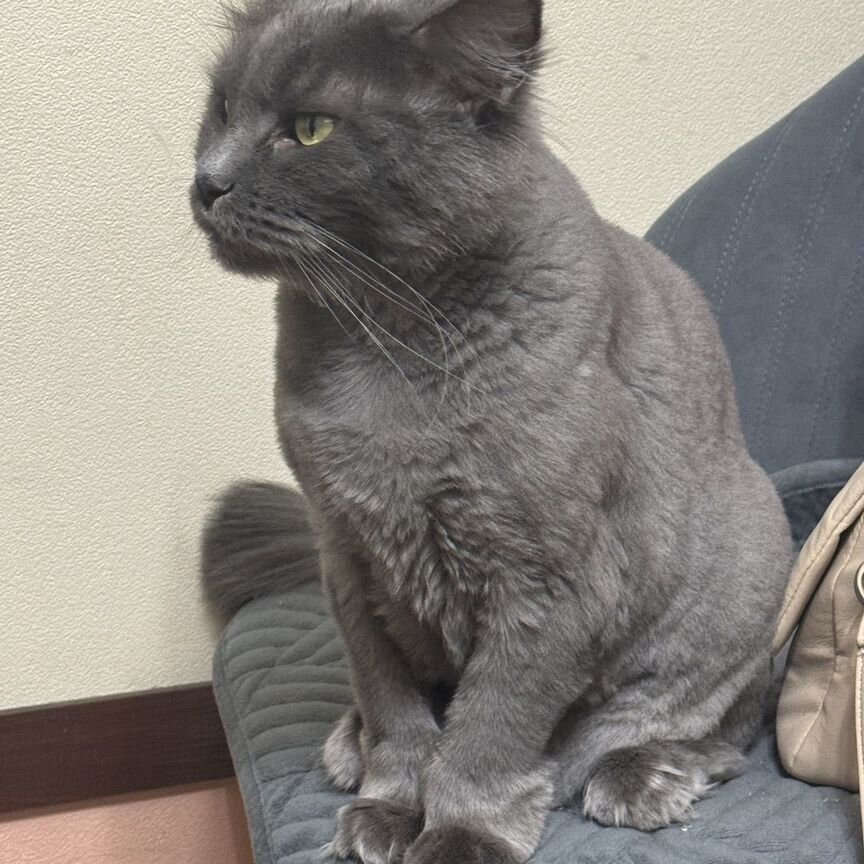 Отдам котенка в добрые руки мэйкун