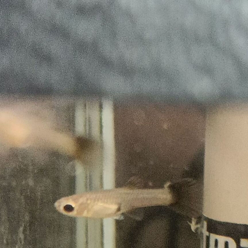 Самки гуппи