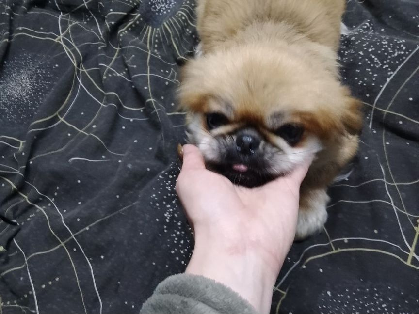 Вязка