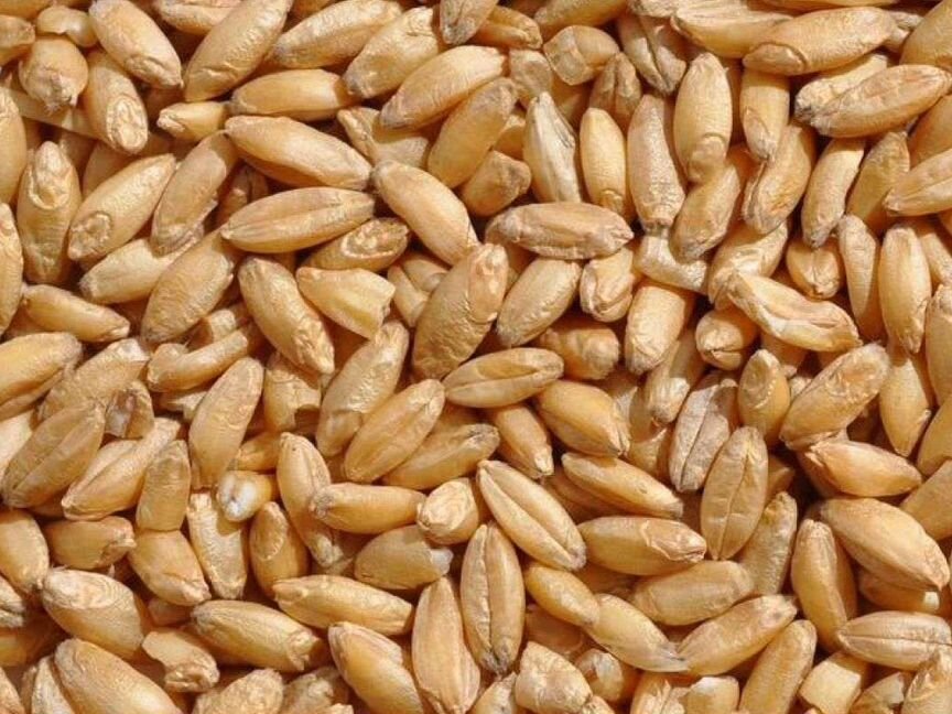 Пшеница