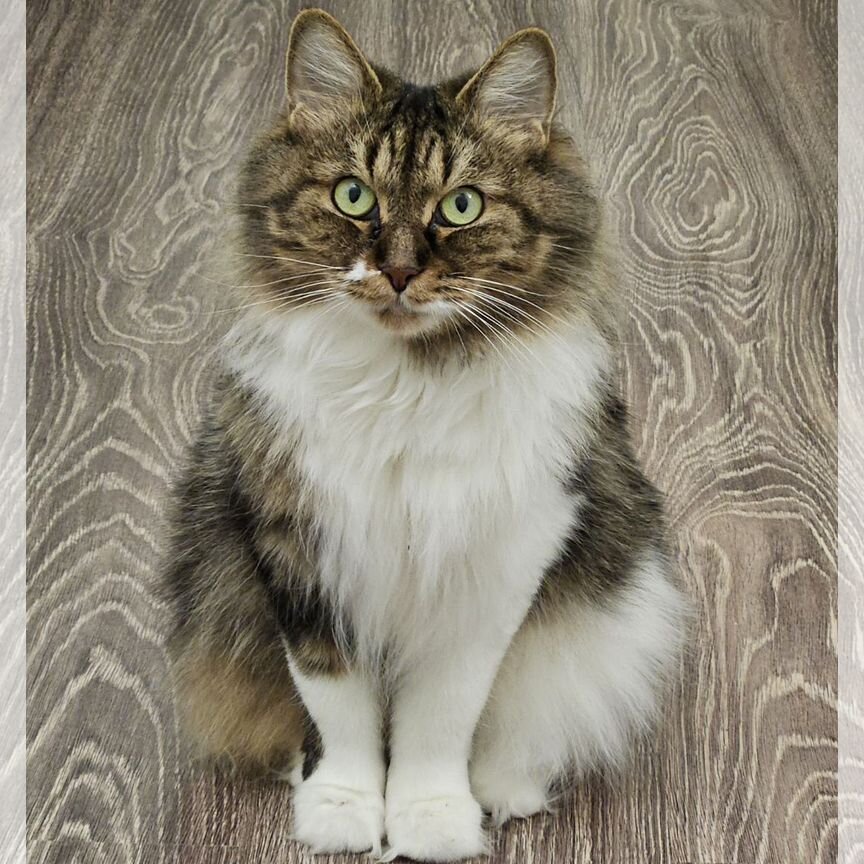 Курильский бобтейл длинношёрстный, взрослая кошка