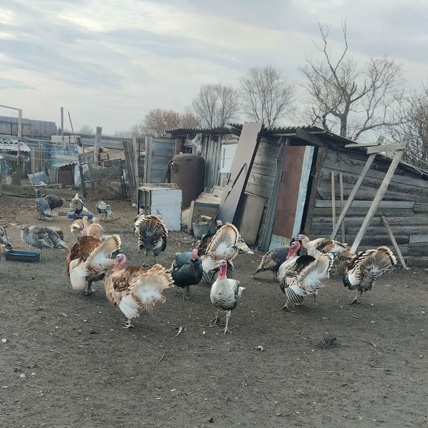 Домашняя птица