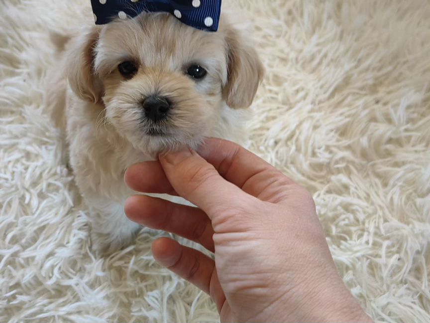 Мальтипу и Той пудель