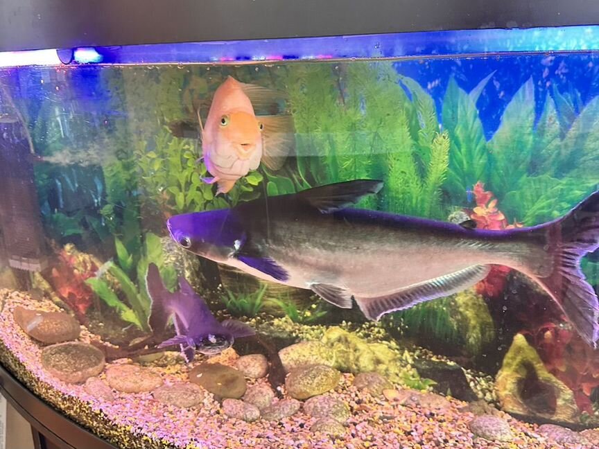 Рыбы рыбки аквариумные