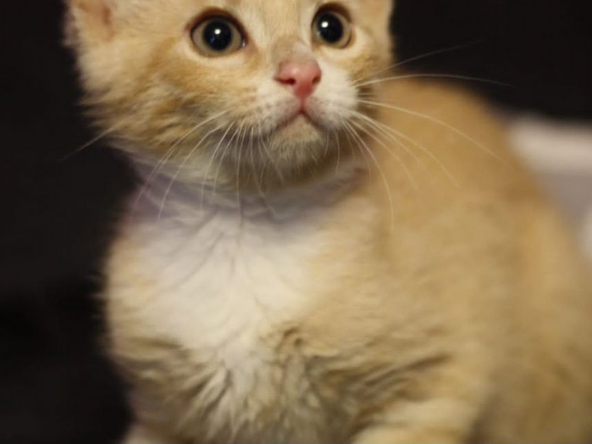 Ищет дом котенок