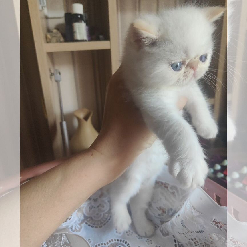 Экзотический короткошёрстный котёнок