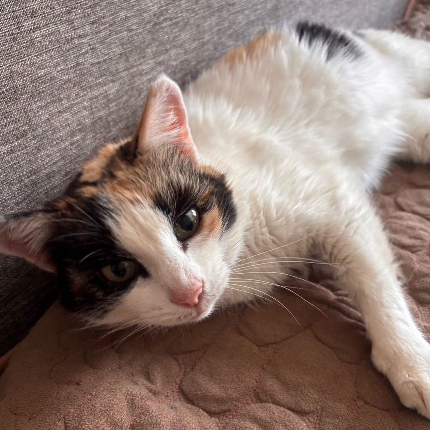 Взрослая, кошка в добрые руки