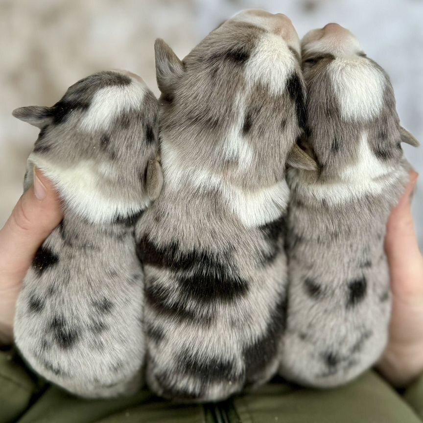 Щенки вельш корги кардиган