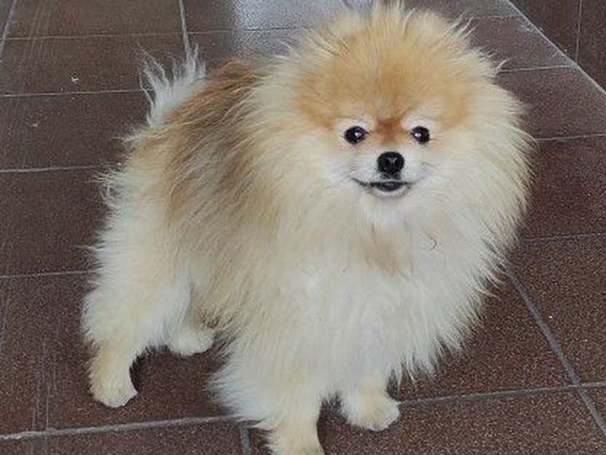 Вязка, Шпиц, 2,1 кг. "миник" кобель