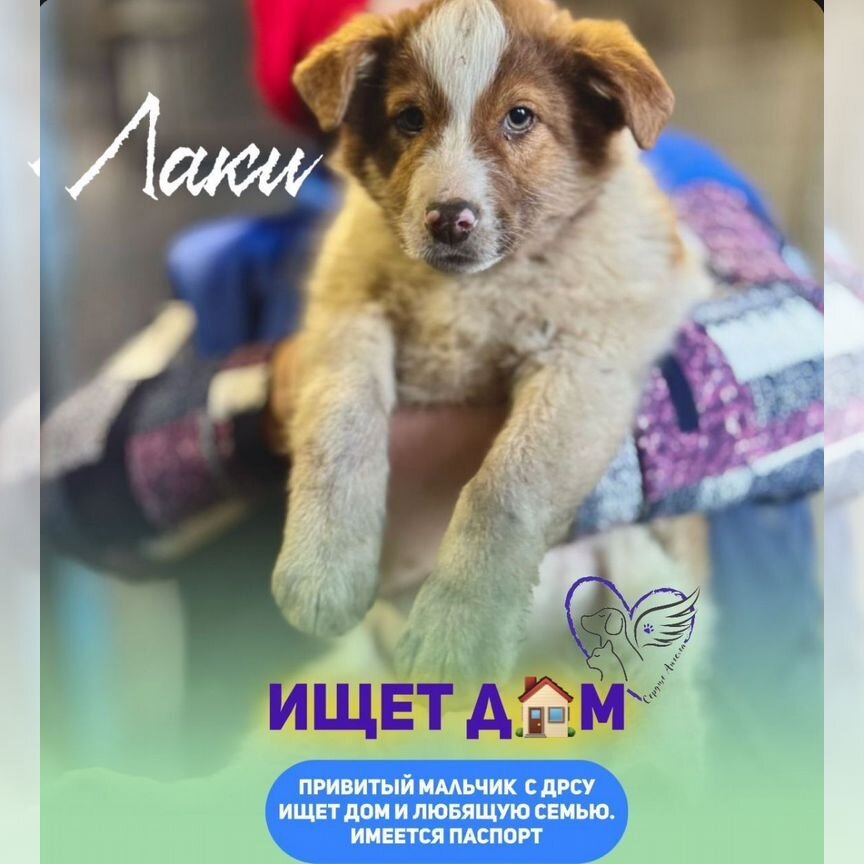 Маленькая дворняжка