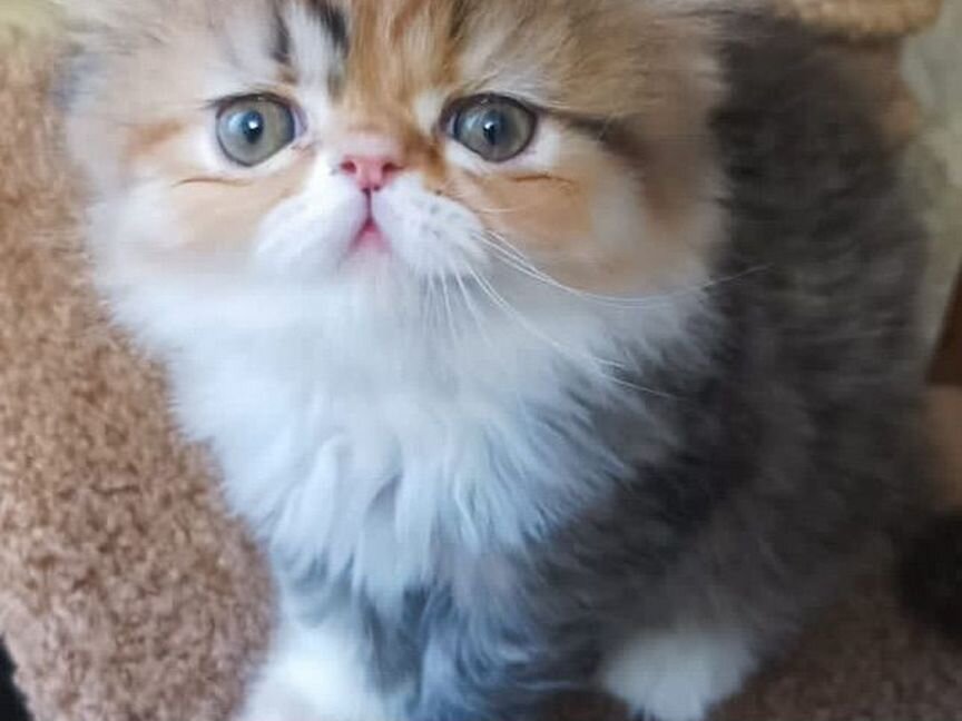 Персидские котята