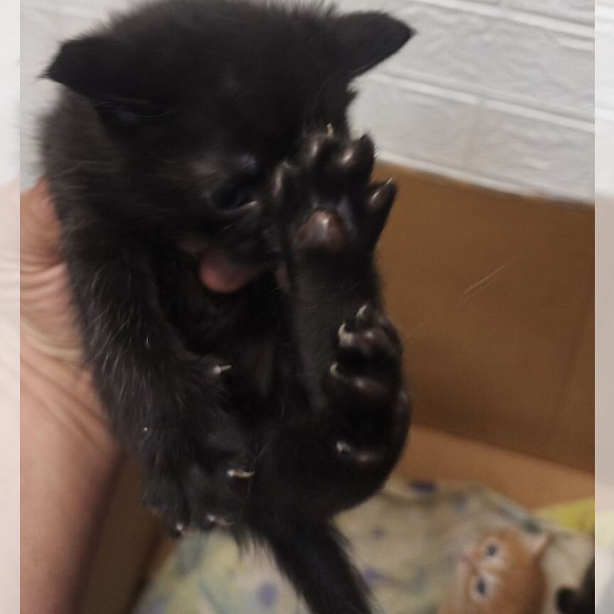 Котёнок в добрые руки