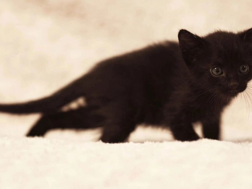Котята