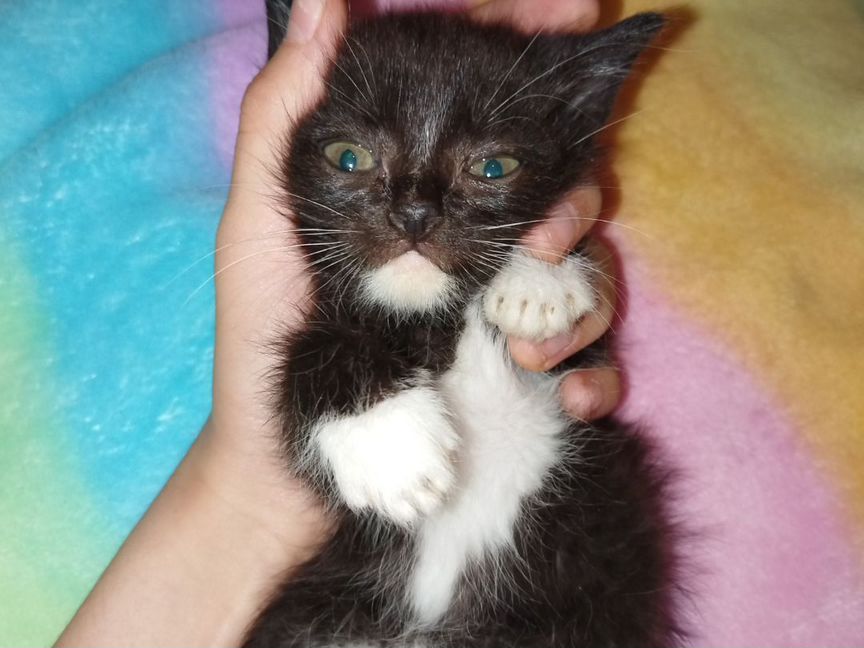 Кошка