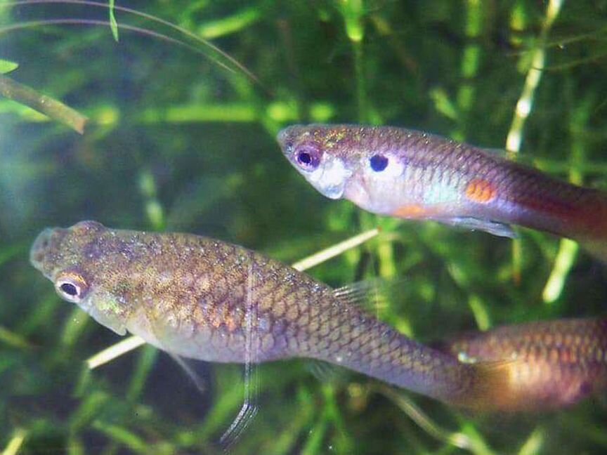 Рыба, Гуппи обыкновенная