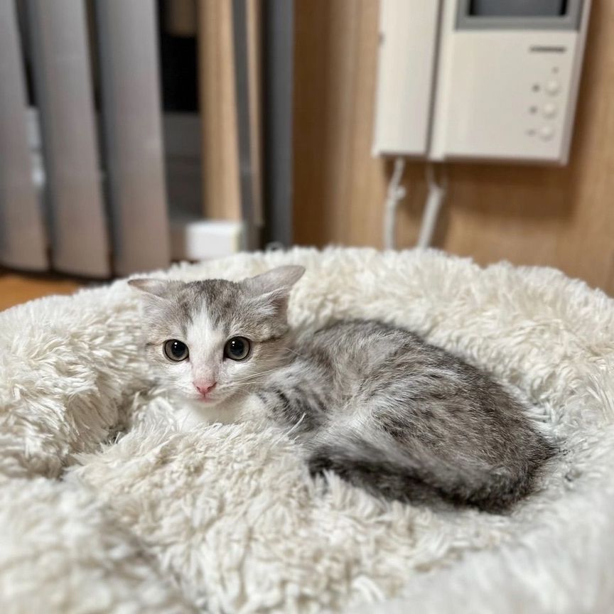Котенок в добрые руки