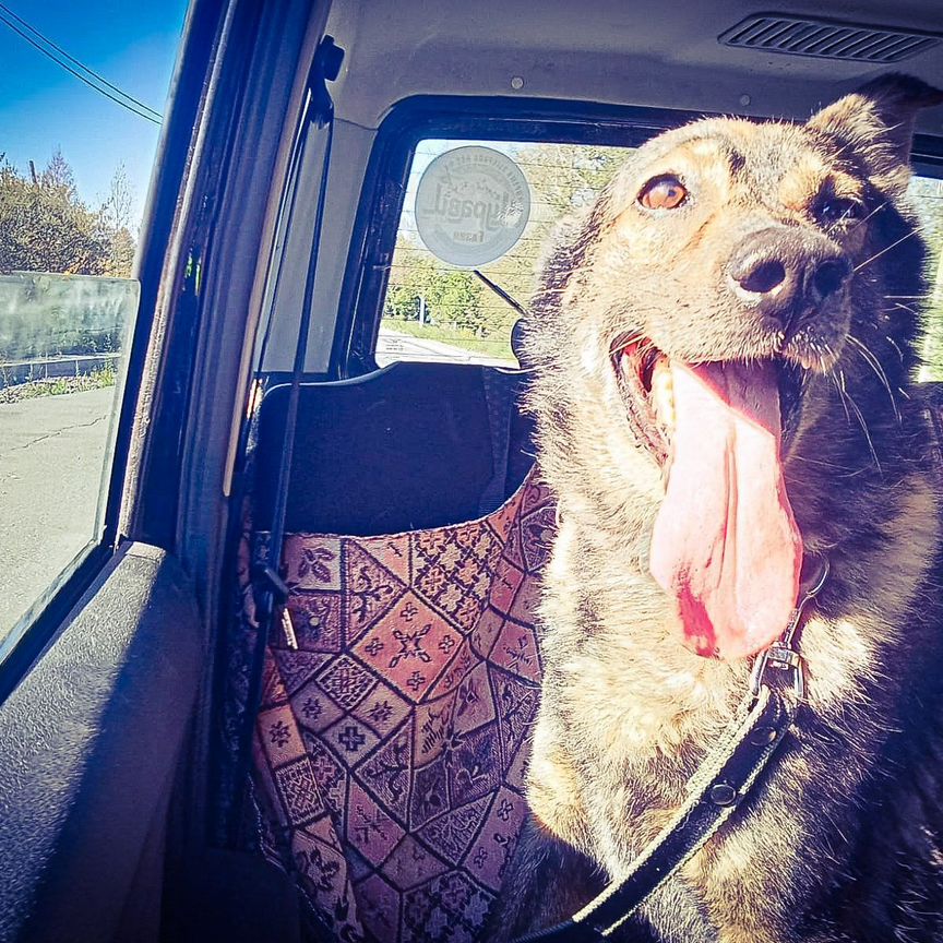 Собака в добрые руки во двор будку