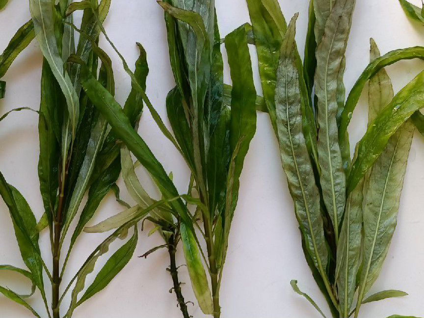 Растение в аквариум Лимонник