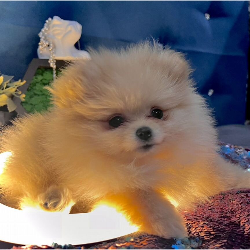 Померанский шпиц, щенок