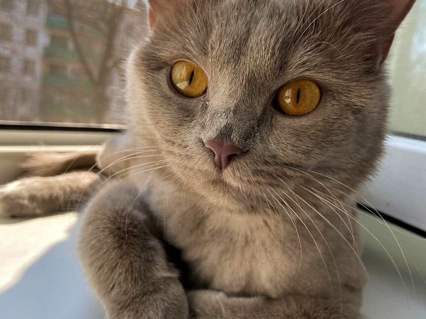 Отдам даром кошку