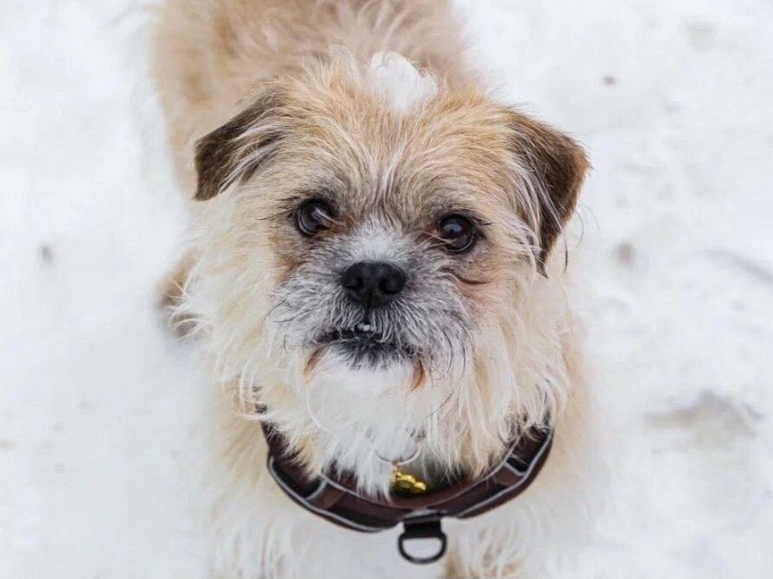 Малыш Бонифаций ищет семью