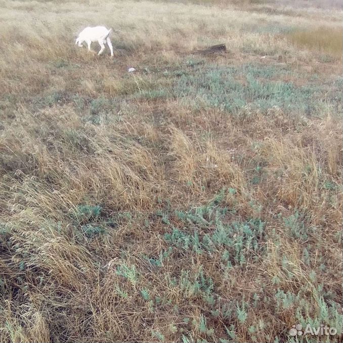 Продам козлика