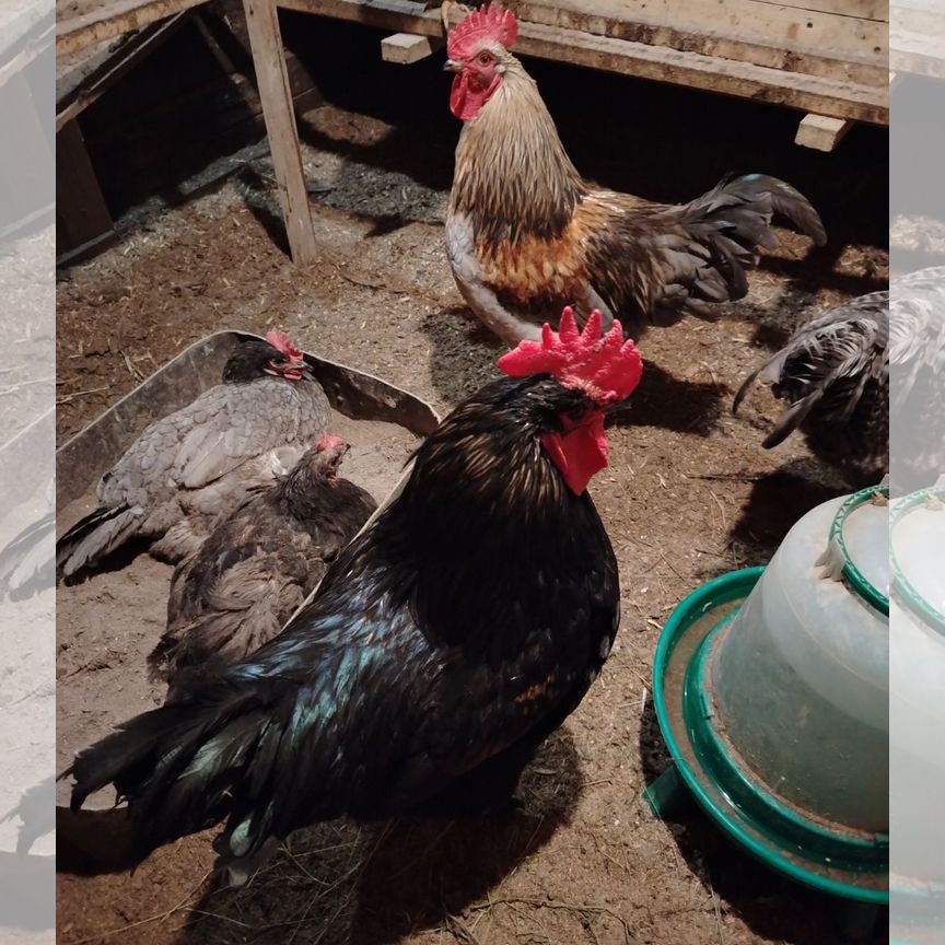 Домашние молодые петухи доминант