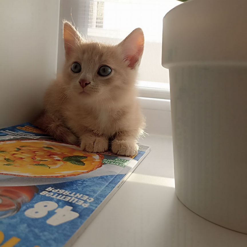 Рыжий котенок в добрые руки