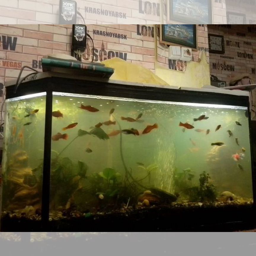 Аквариум бу 120 литров