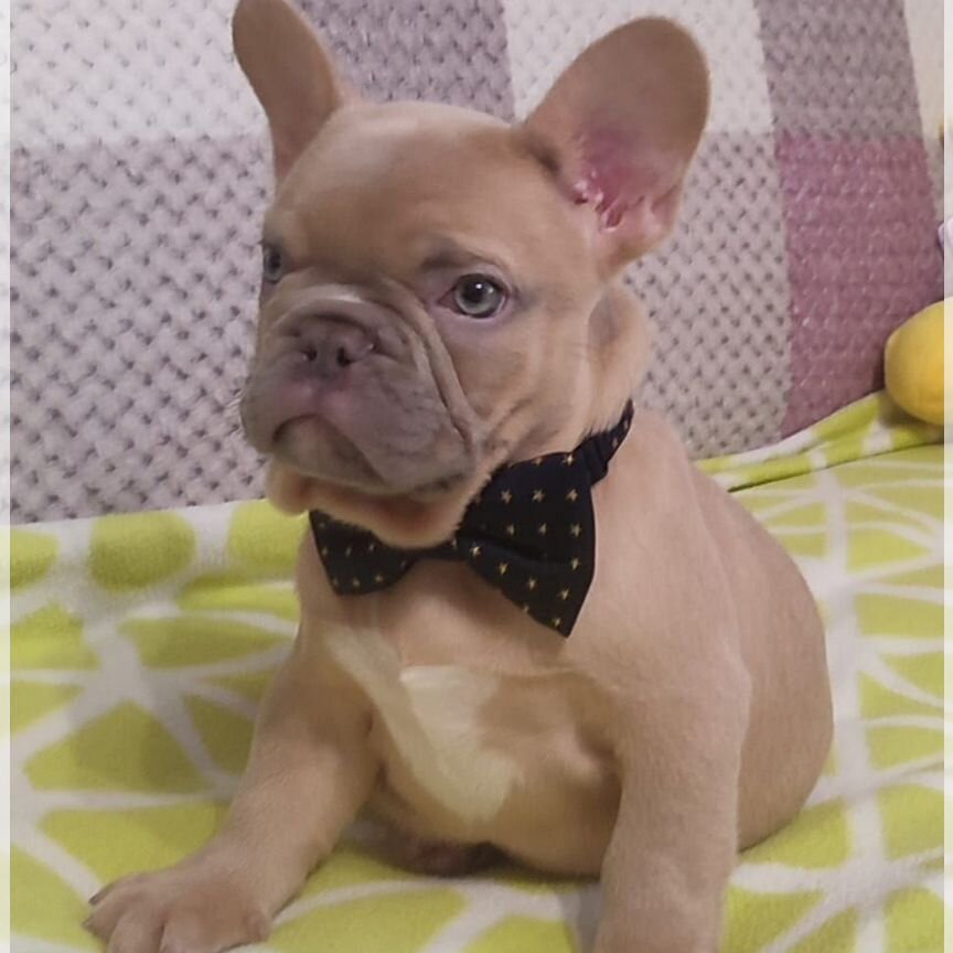 Мачо