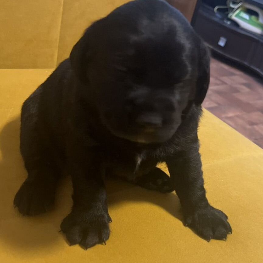 Кокер спаниель, щенок