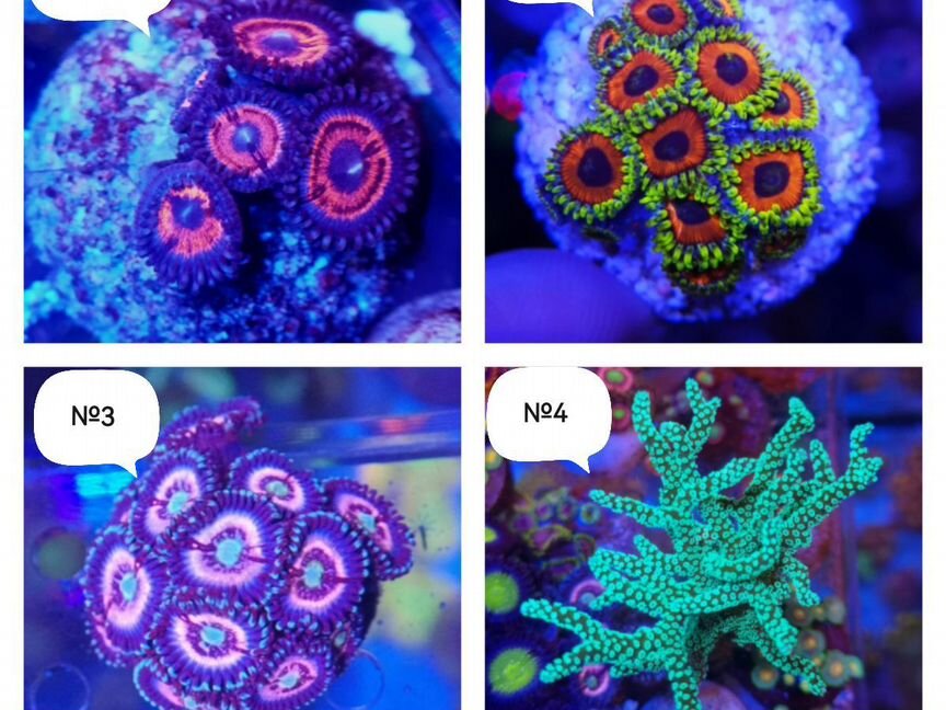 Кораллы для морского аквариума