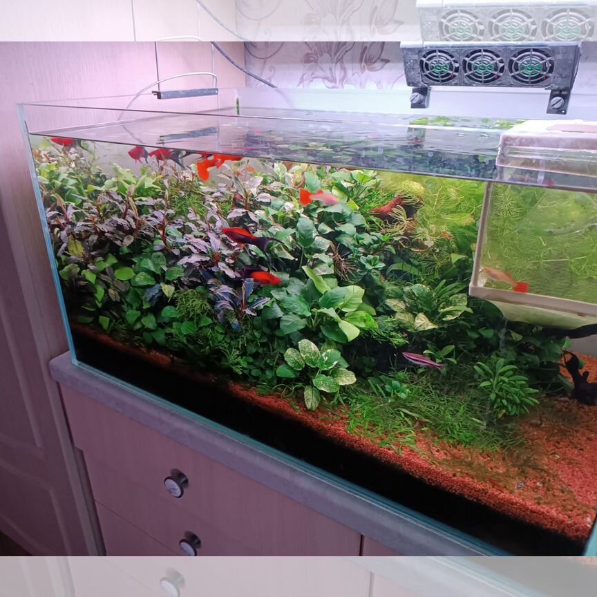 Аквариумные растения