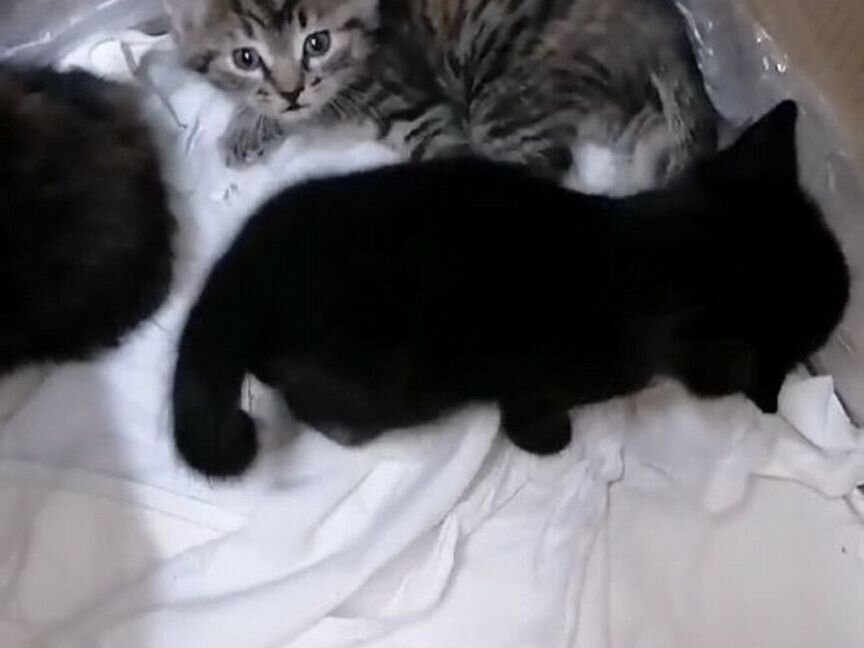 Кошка в дар бесплатно