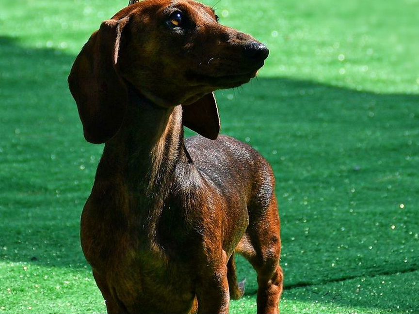 Миниатюрная такса