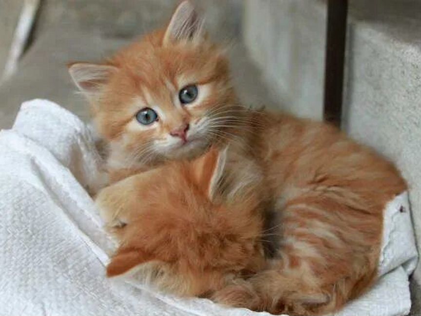 Сибирские рыжики