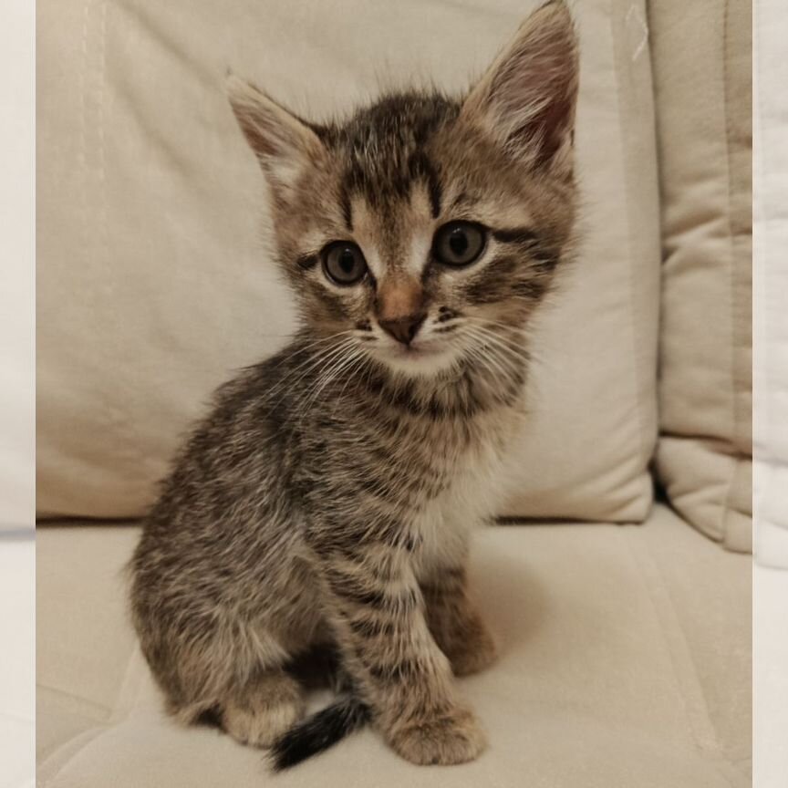 Европейский короткошёрстный котёнок
