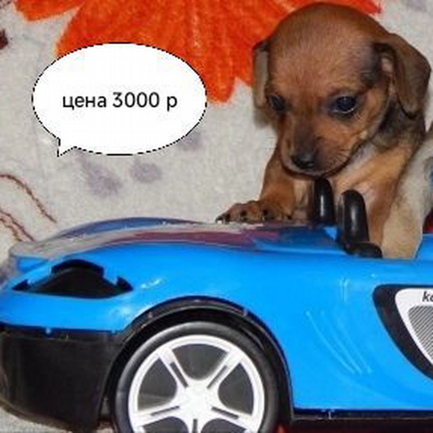 Цверг пинчер, щенки