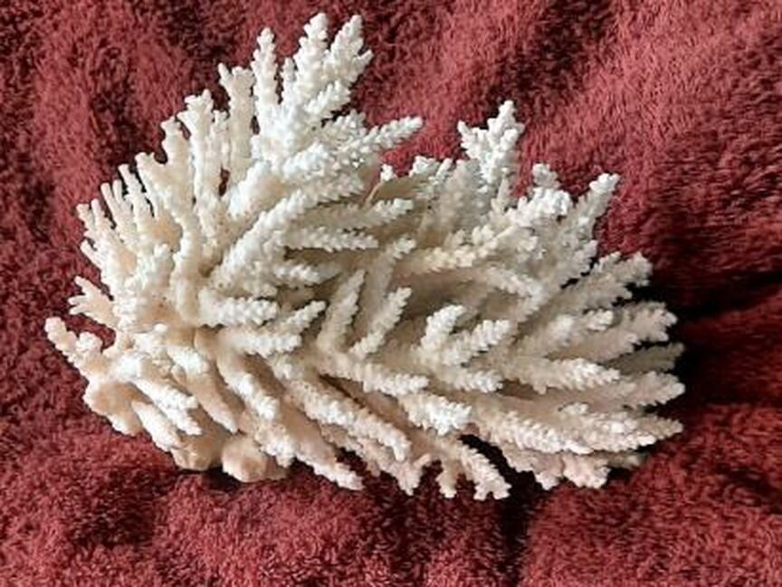 Кораллы, камни