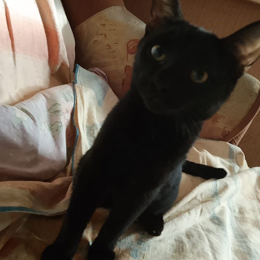 Котенок