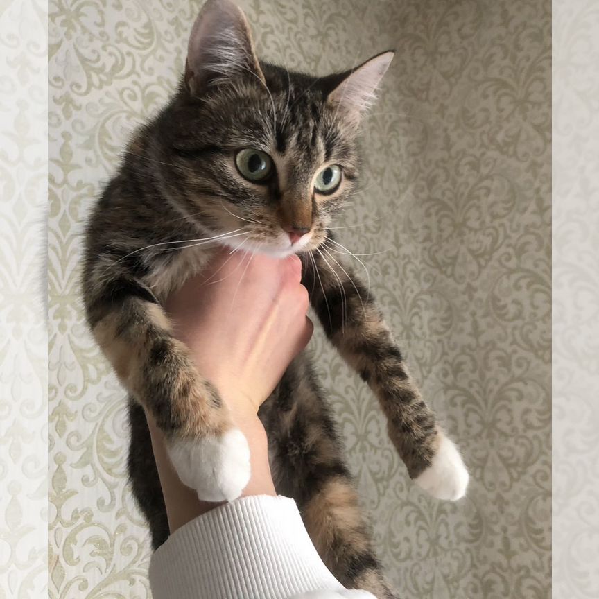 Котёнок в добрые руки