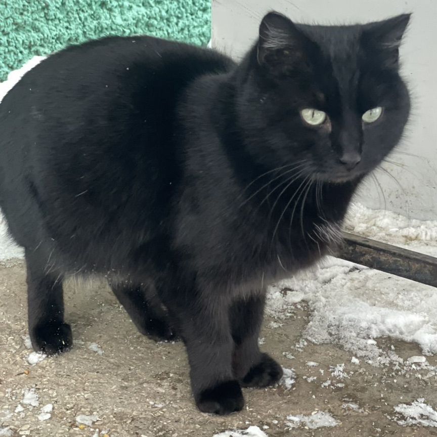 Взрослый кот в добрые руки