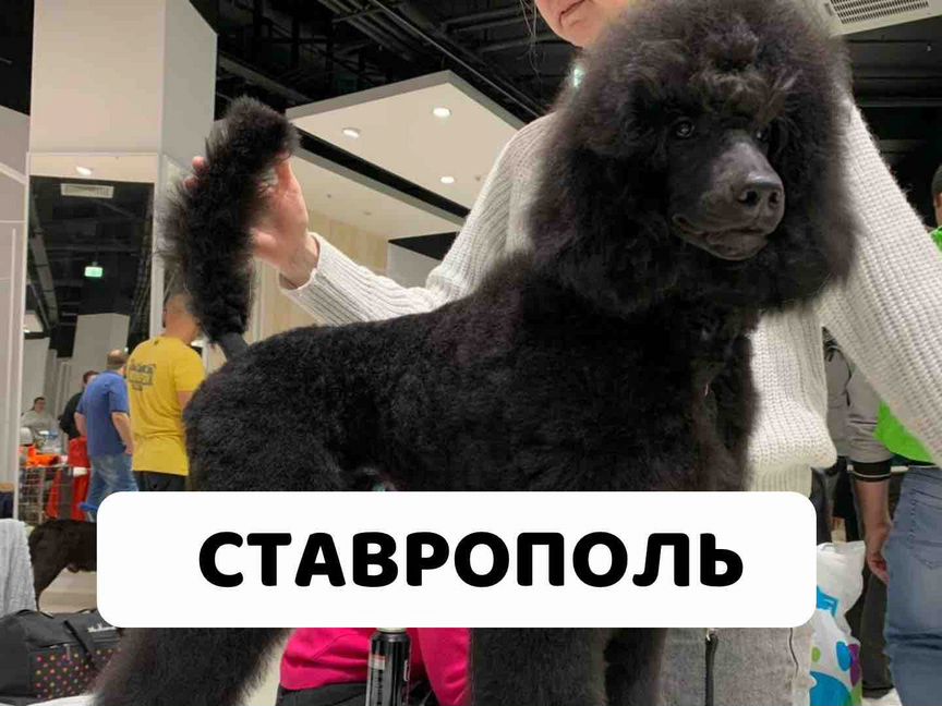 Королевский пудель натан Ставрополь