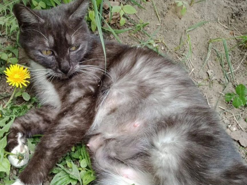 Кошечка в добрые руки