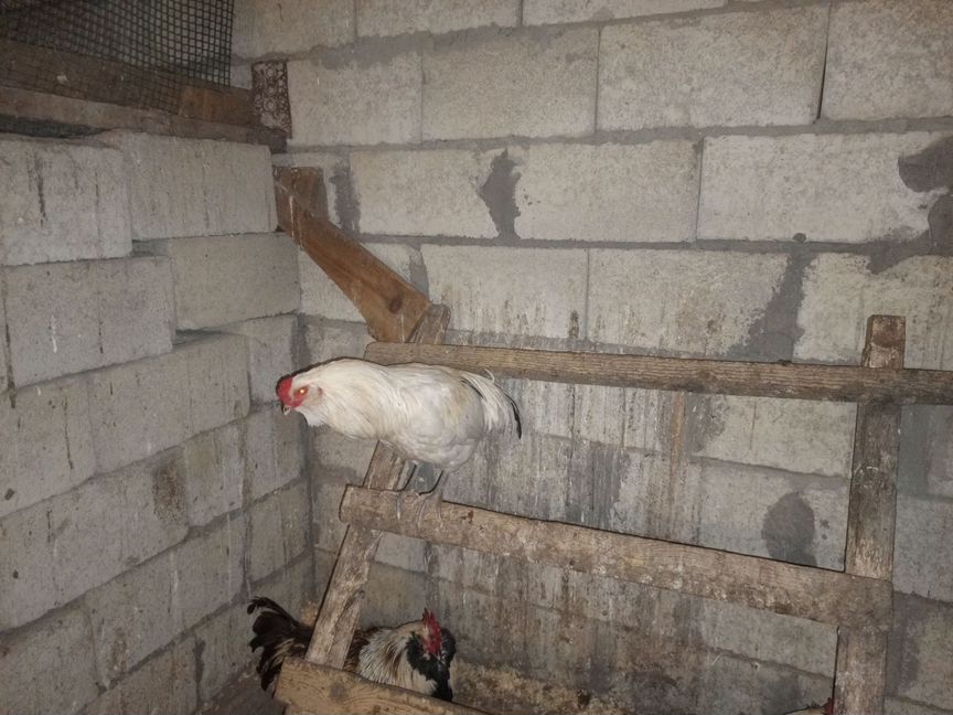 Продам петухов Амеракуана и Барковской