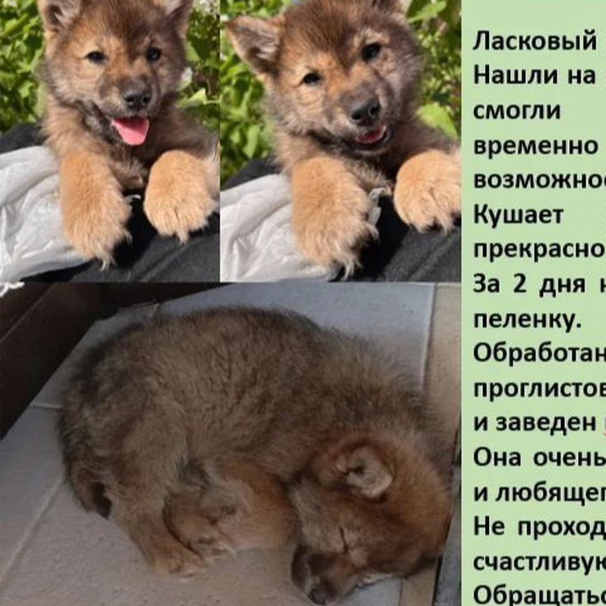 Щенок в добрые руки