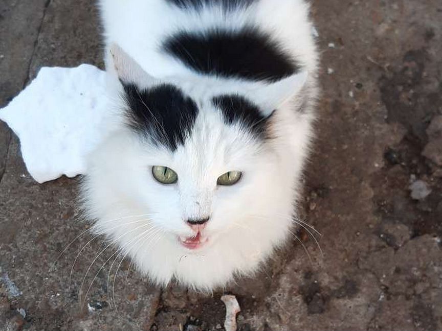 Котик кастрат. Ищет дом и любящих хозяев