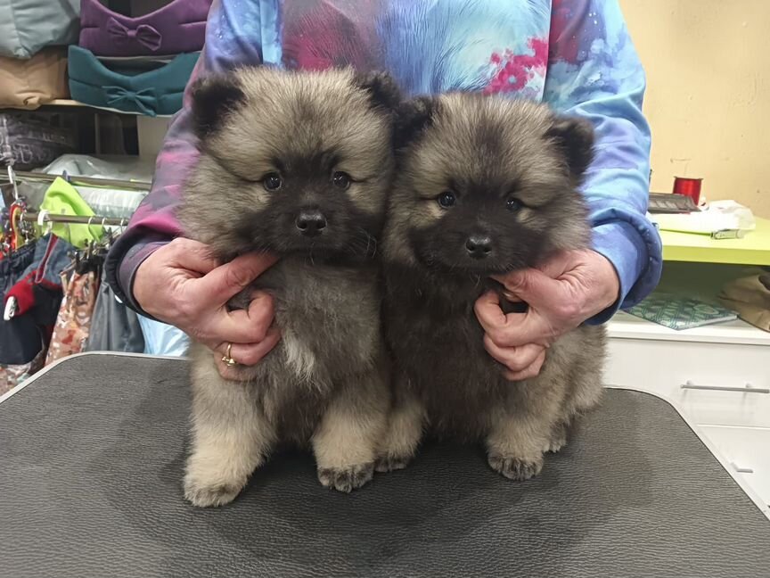 Продаются щенки кеесхонда