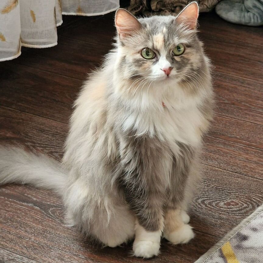 Взрослая, кошка в добрые руки