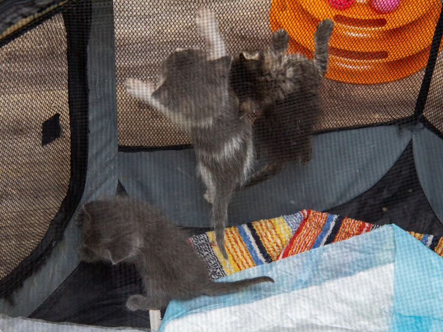 Котята в добрые ручки